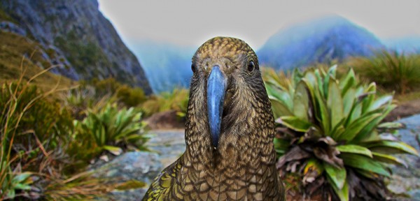 Five reasons why we love New Zealand’s Kea Bird - Trips & Tramps