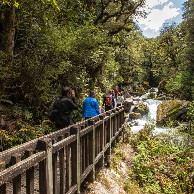 Milford Sound Coach, Cruise and Walk | Trips & Tramps